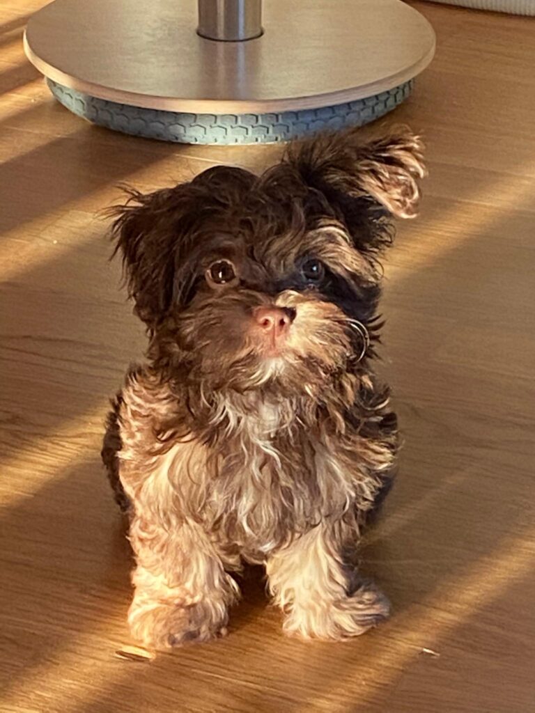 Welpen – Bolonka Zwetna von Sweet Colors